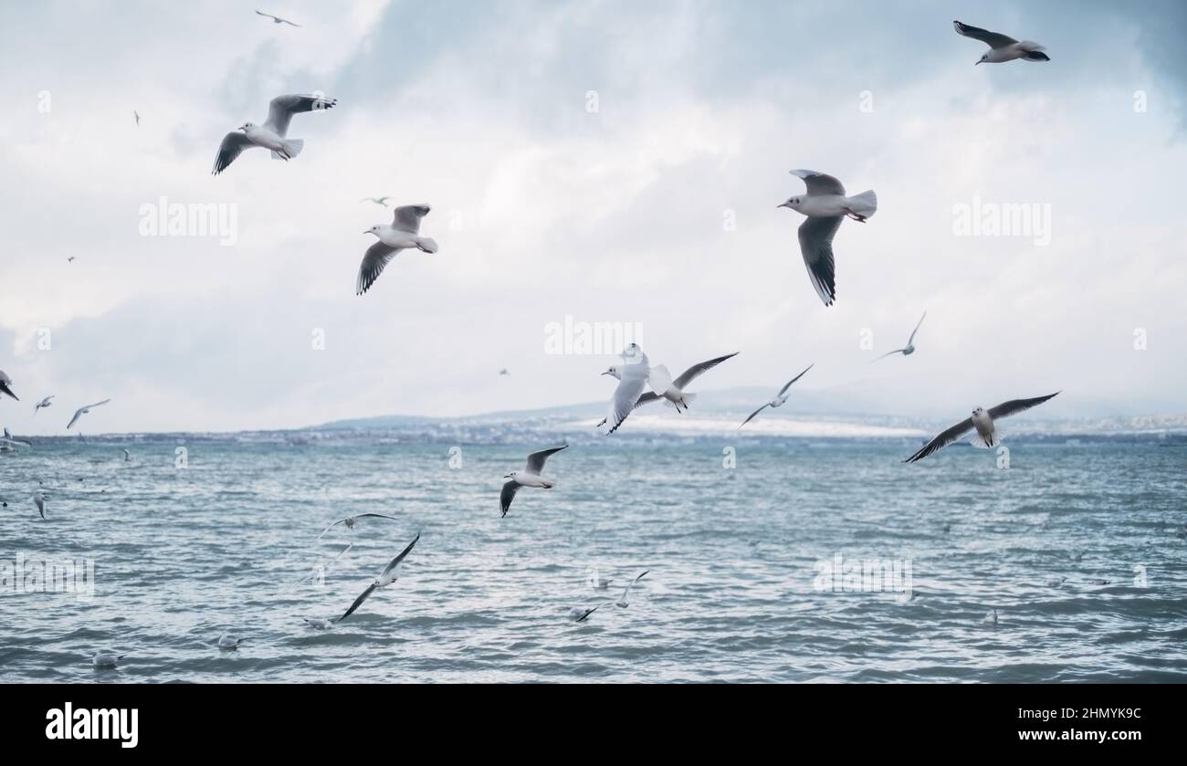 Many seagulls fly near the sea shore Stock Photo - Alamy