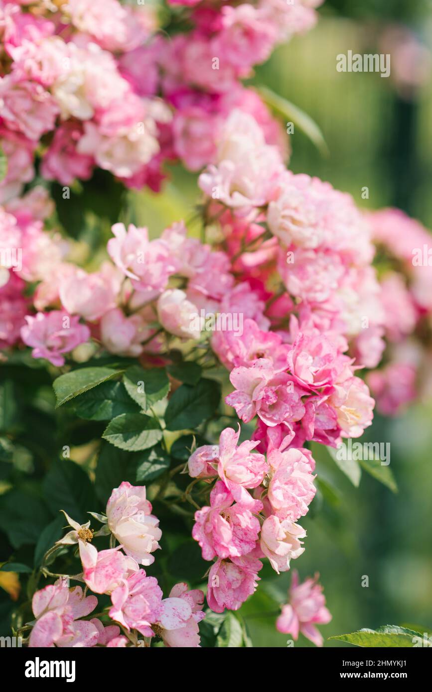 Fragrant rose bush roses growing in the English garden in summer Stock ...
