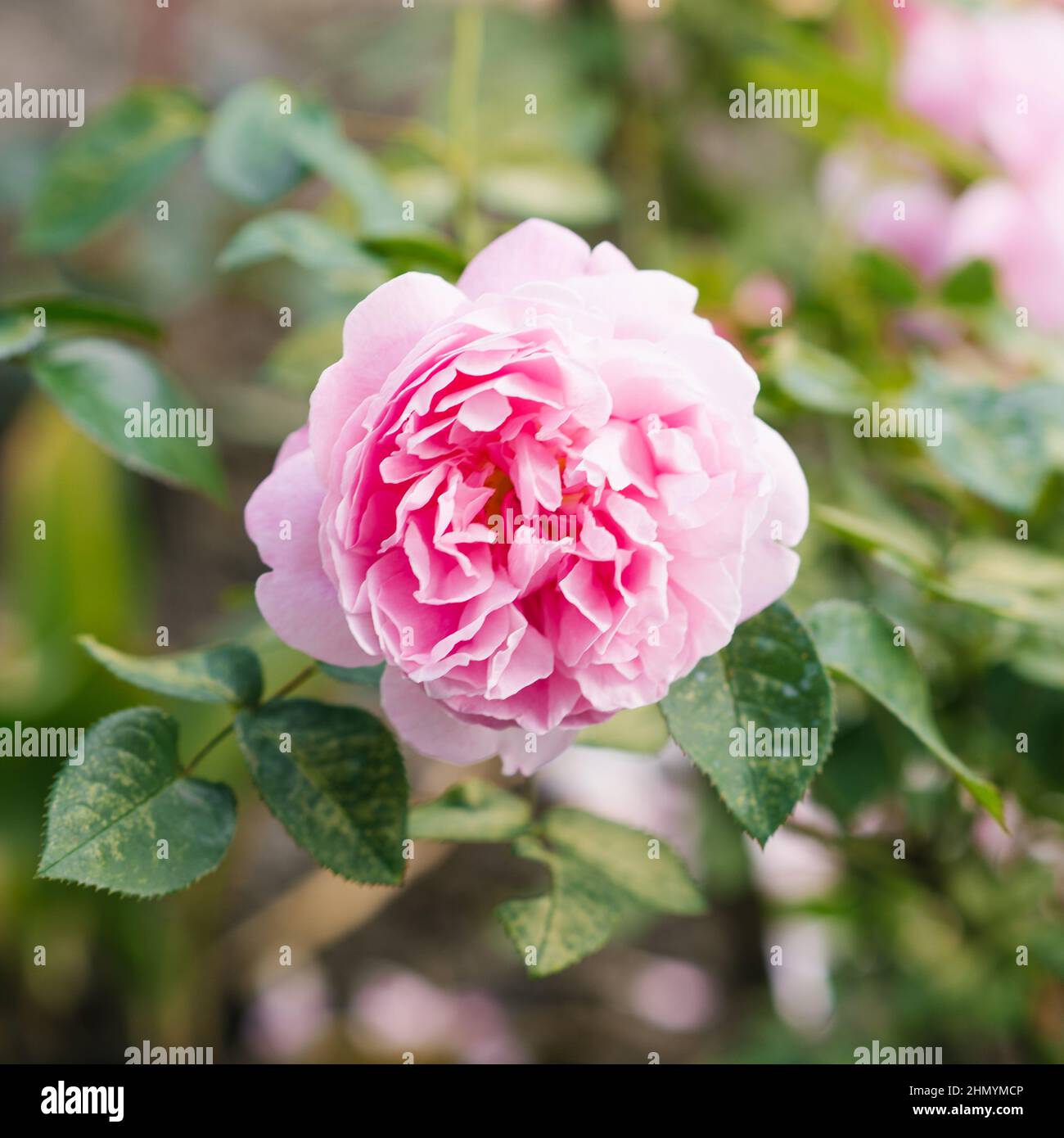 Beautiful delicate pink rose flowers Mary Rose in the summer garden ...