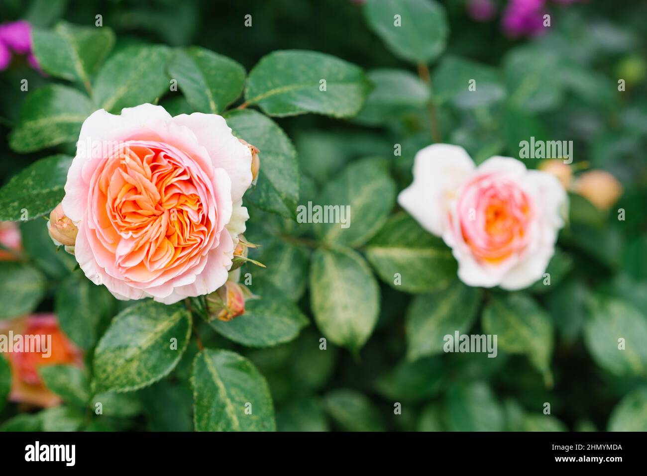 Beautiful delicate orange flowers of the Chippendale rose in the summer ...