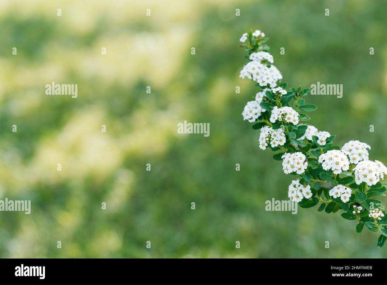 Flowering branches of spirea Nippon. White flowers in the spring garden ...