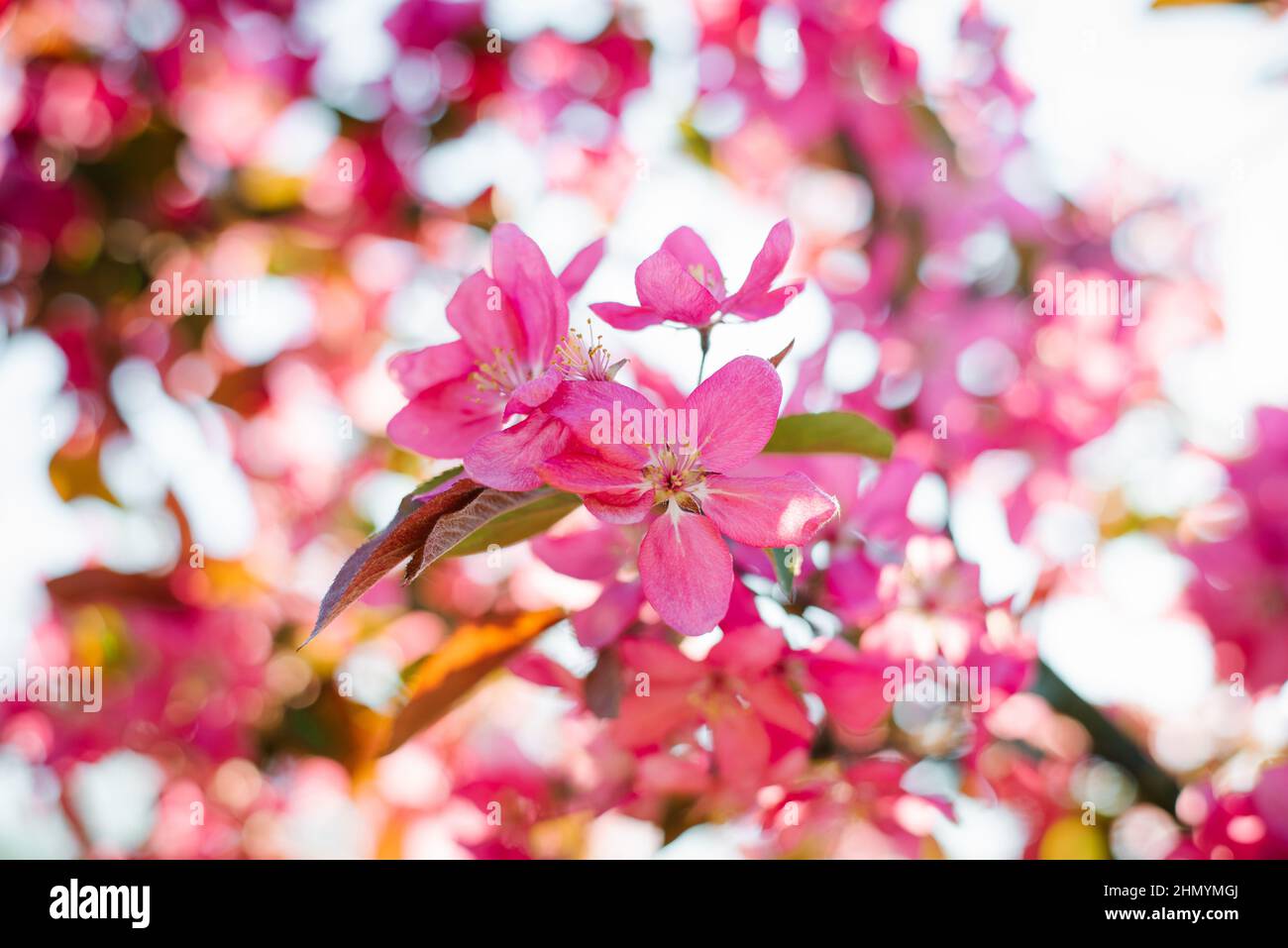 Panorama beautiful pink cherry blossoms hi-res stock photography and ...