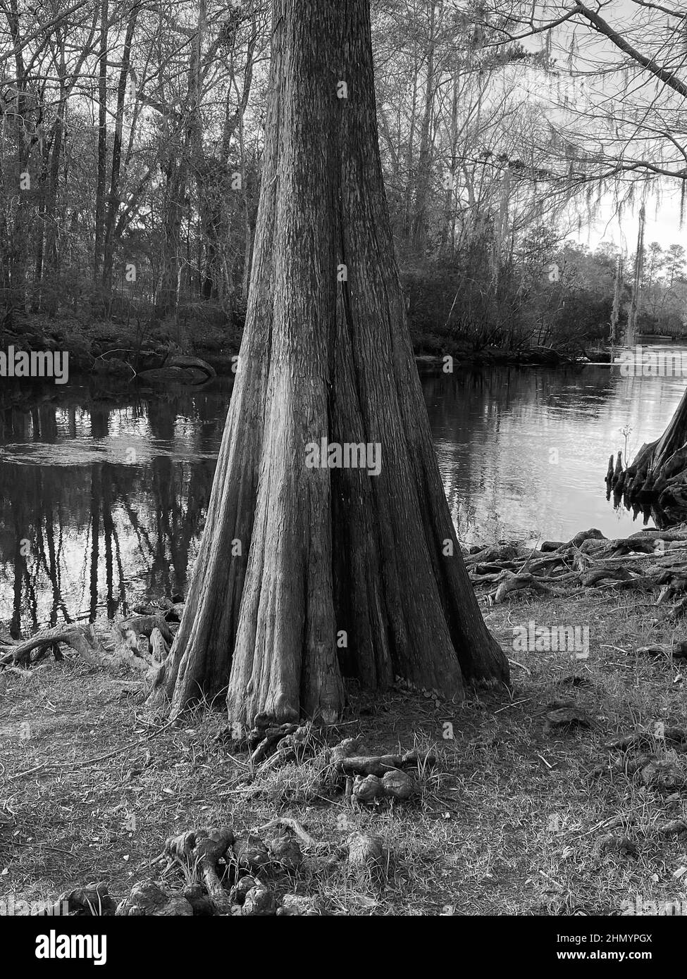 Vertical of a cypress tree on the Withlacoochee River in Florida in ...