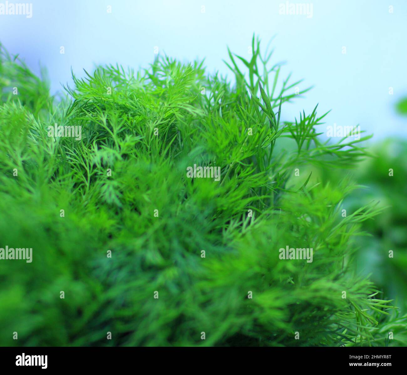 A variety of delicious culinary products Stock Photo - Alamy