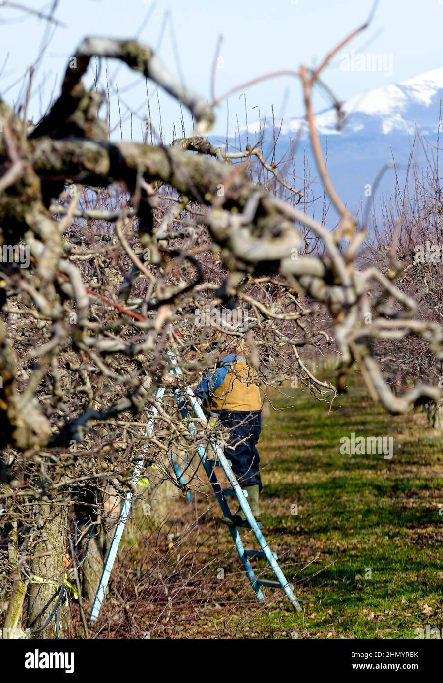 pruner and ladder in an apple orchard ready for pruning fruit trees in ...