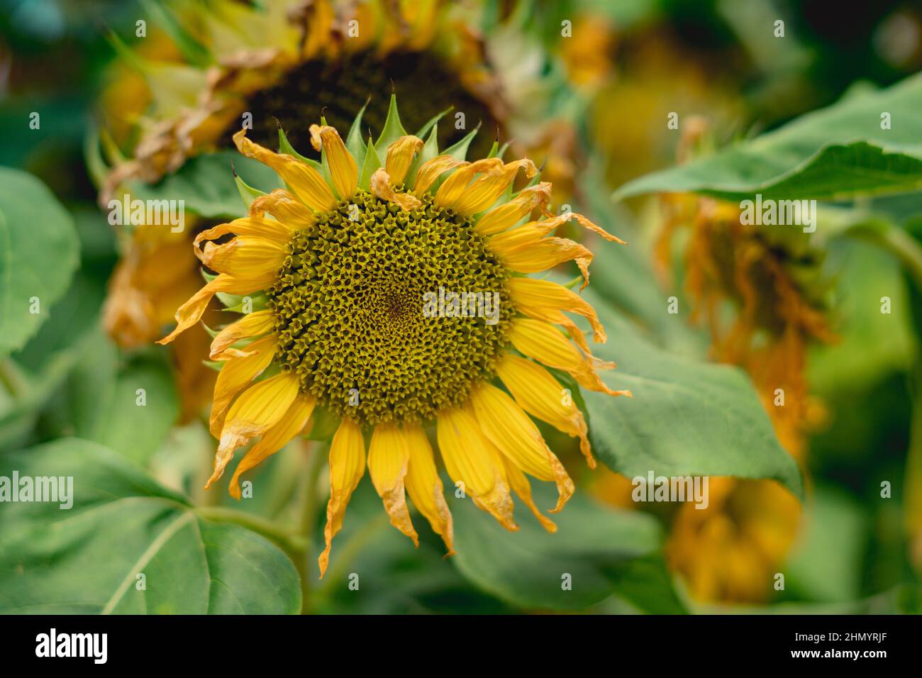 Real beauty nature photo. Yellow sunflower plant flower narrow bloom ...