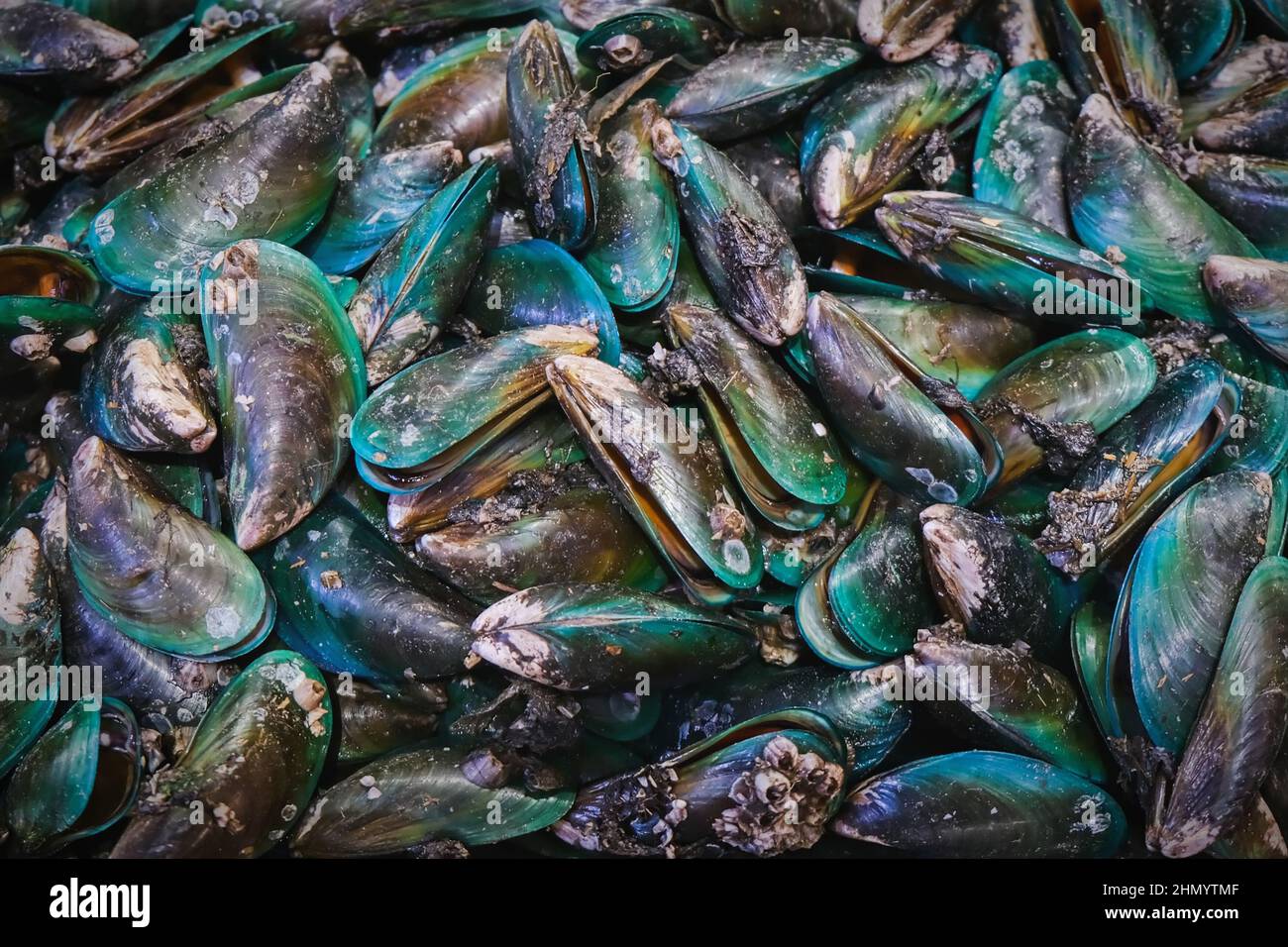 Perna canaliculus, New Zealand green-lipped mussel. Raw fresh mussels ...
