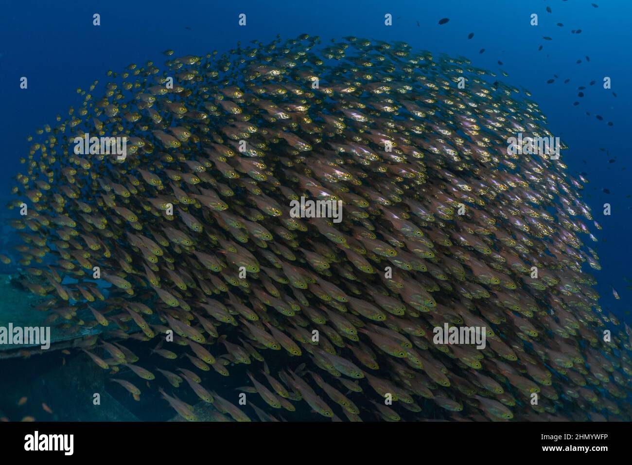 Fish swim in the Red Sea, colorful fish, Eilat Israel Stock Photo - Alamy