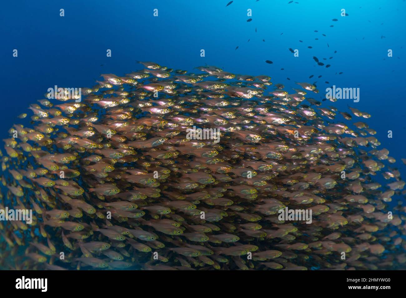 Fish swim in the Red Sea, colorful fish, Eilat Israel Stock Photo - Alamy