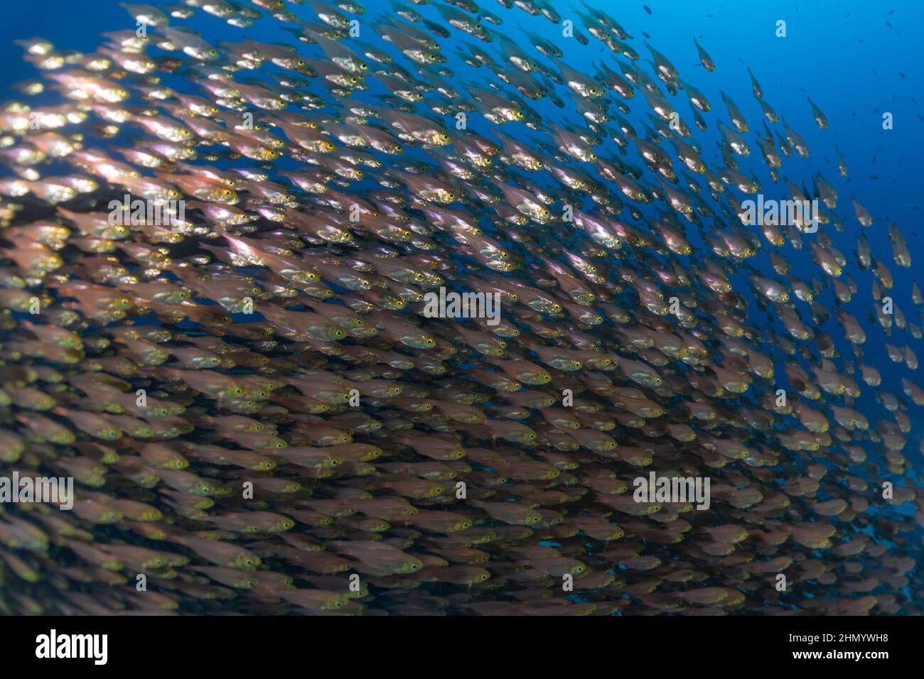 Fish swim in the Red Sea, colorful fish, Eilat Israel Stock Photo - Alamy