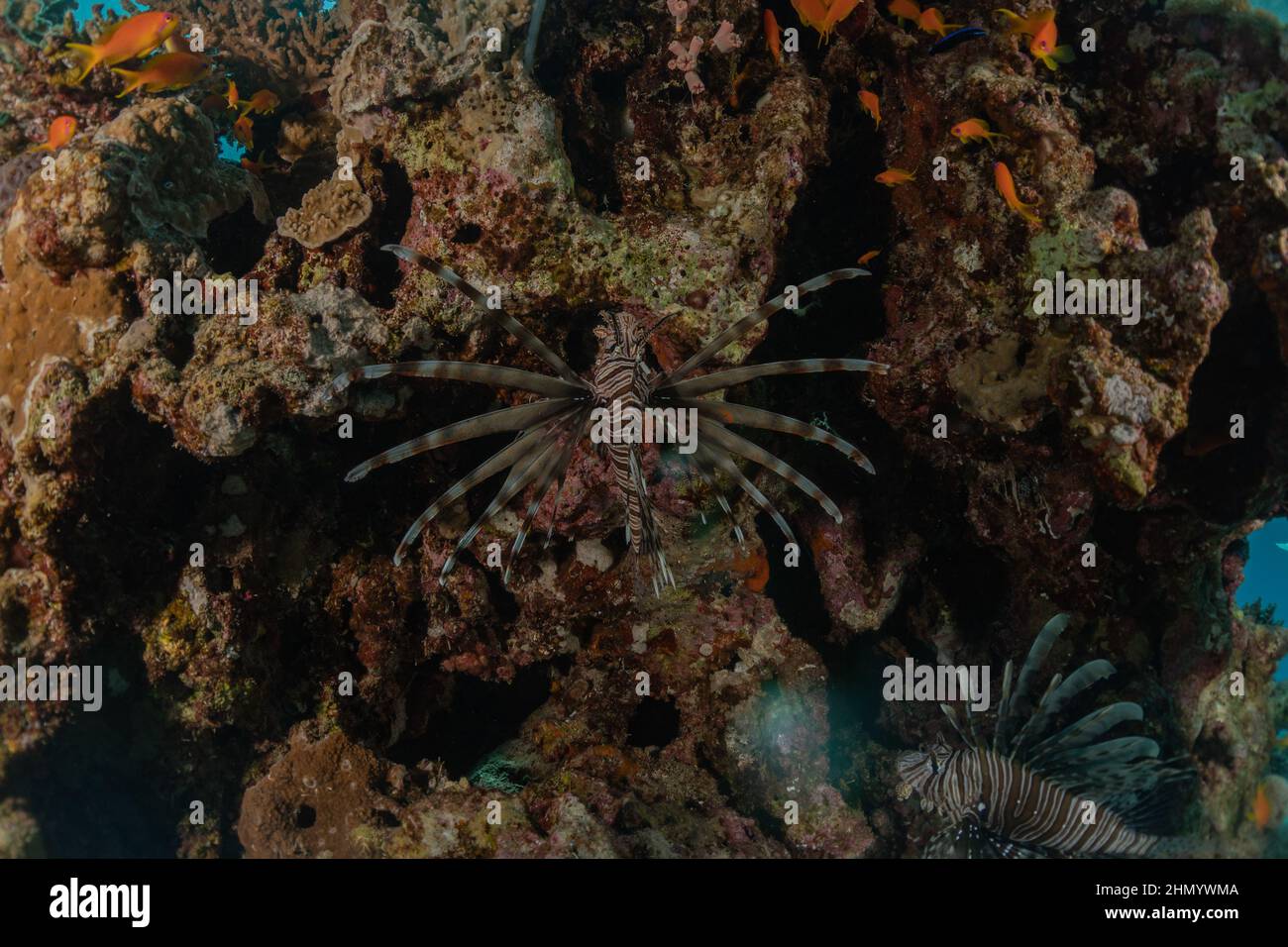 Lion fish in the Red Sea colorful fish, Eilat Israel Stock Photo - Alamy