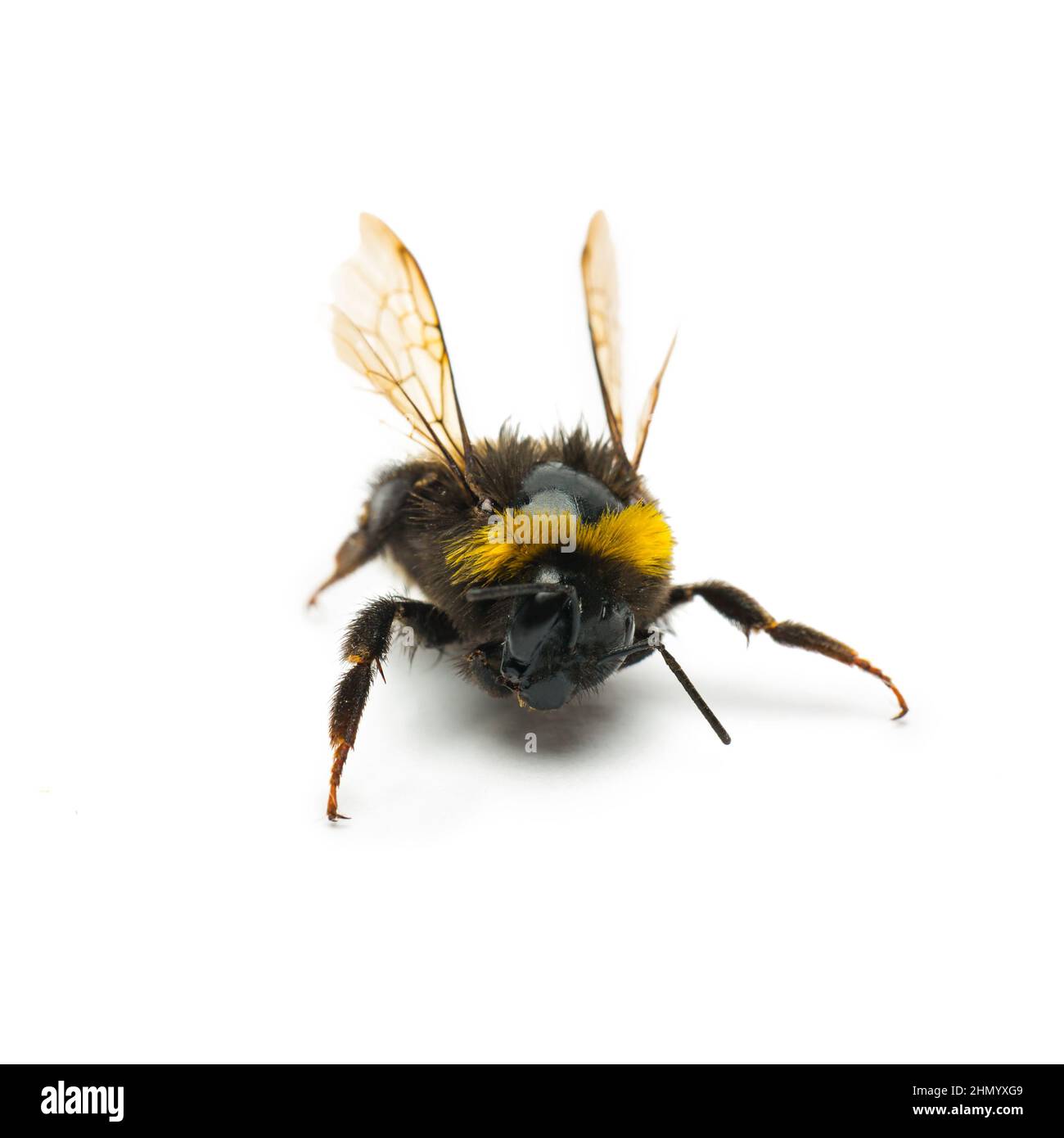 Angry bee hi-res stock photography and images - Alamy