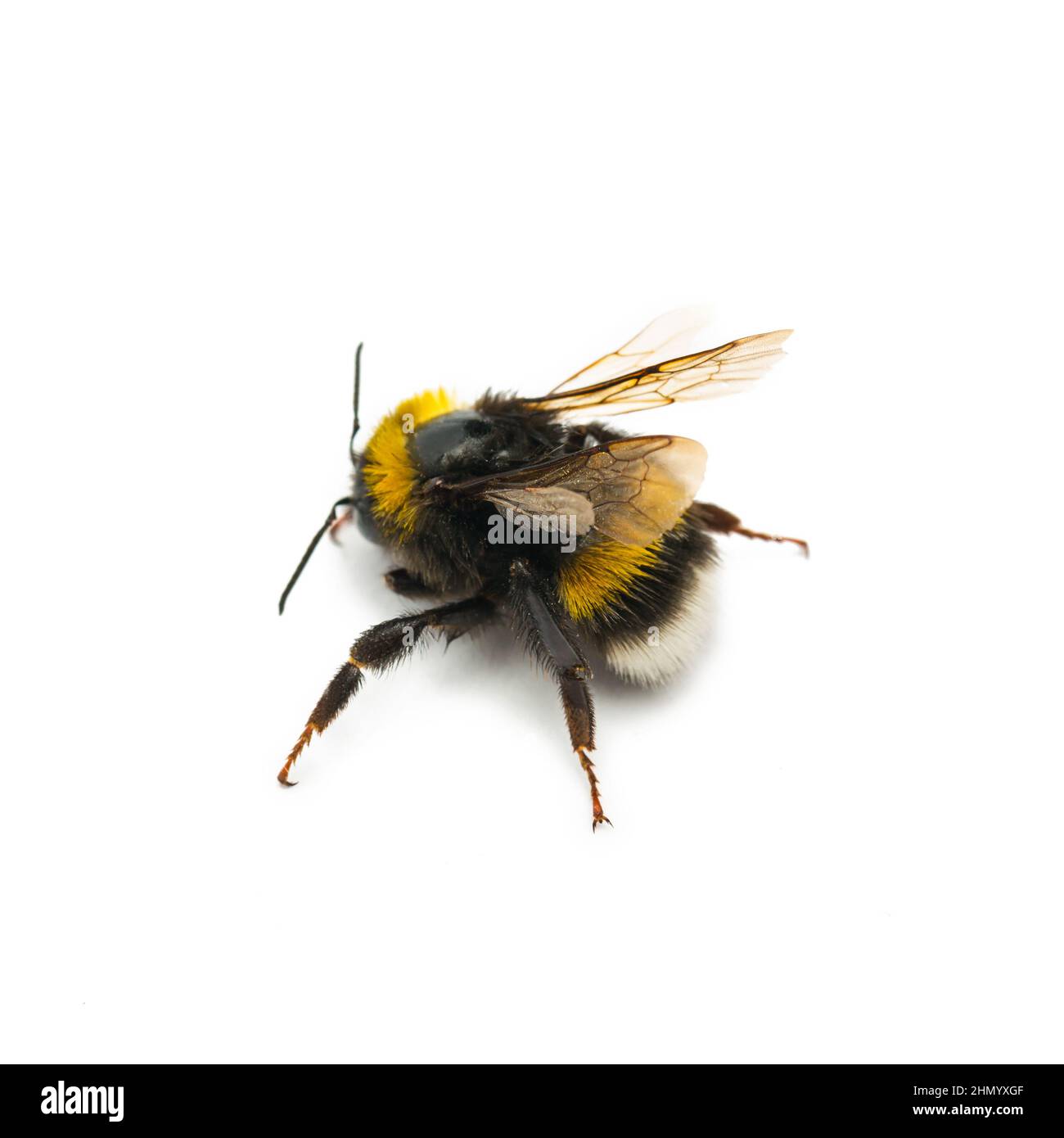 Bumblebee animal Cut Out Stock Images & Pictures - Alamy