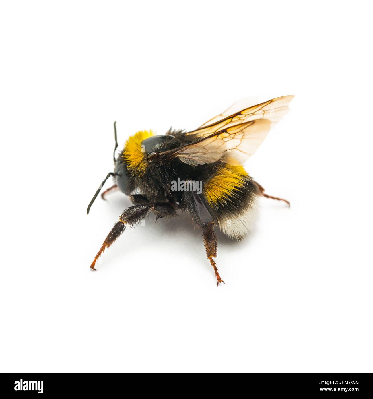 Bumblebee on flower Cut Out Stock Images & Pictures - Alamy