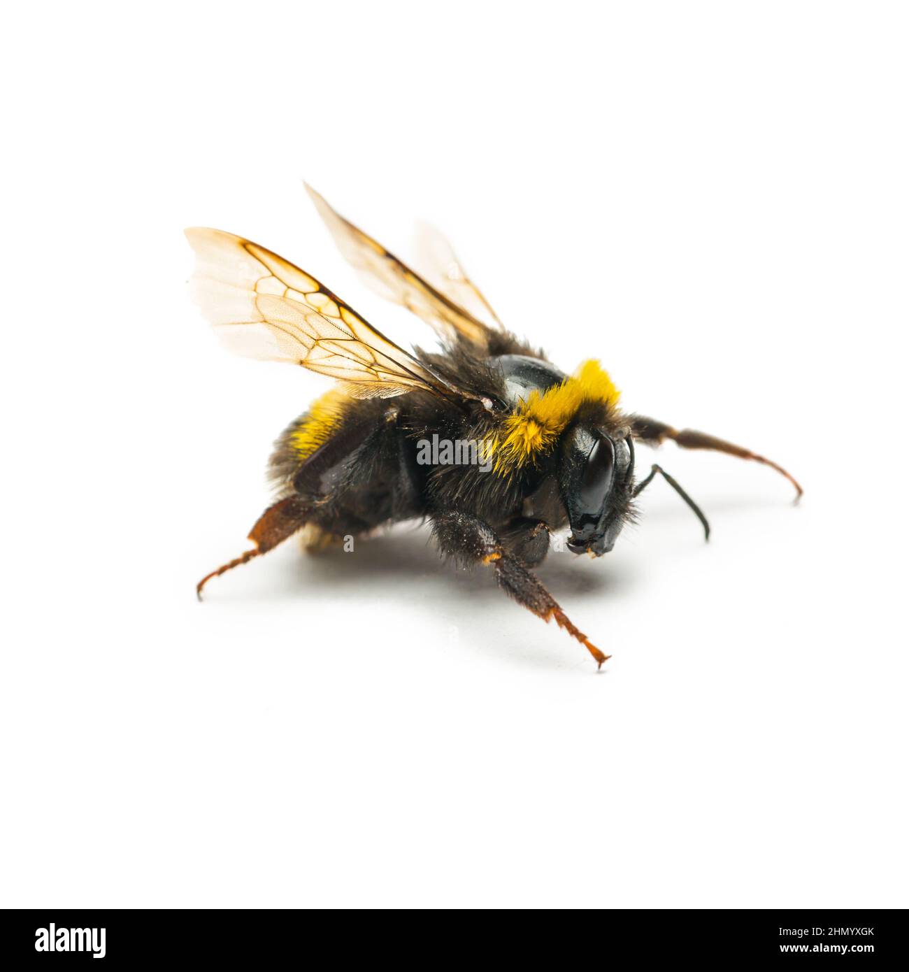 Bumblebee animal Cut Out Stock Images & Pictures - Alamy