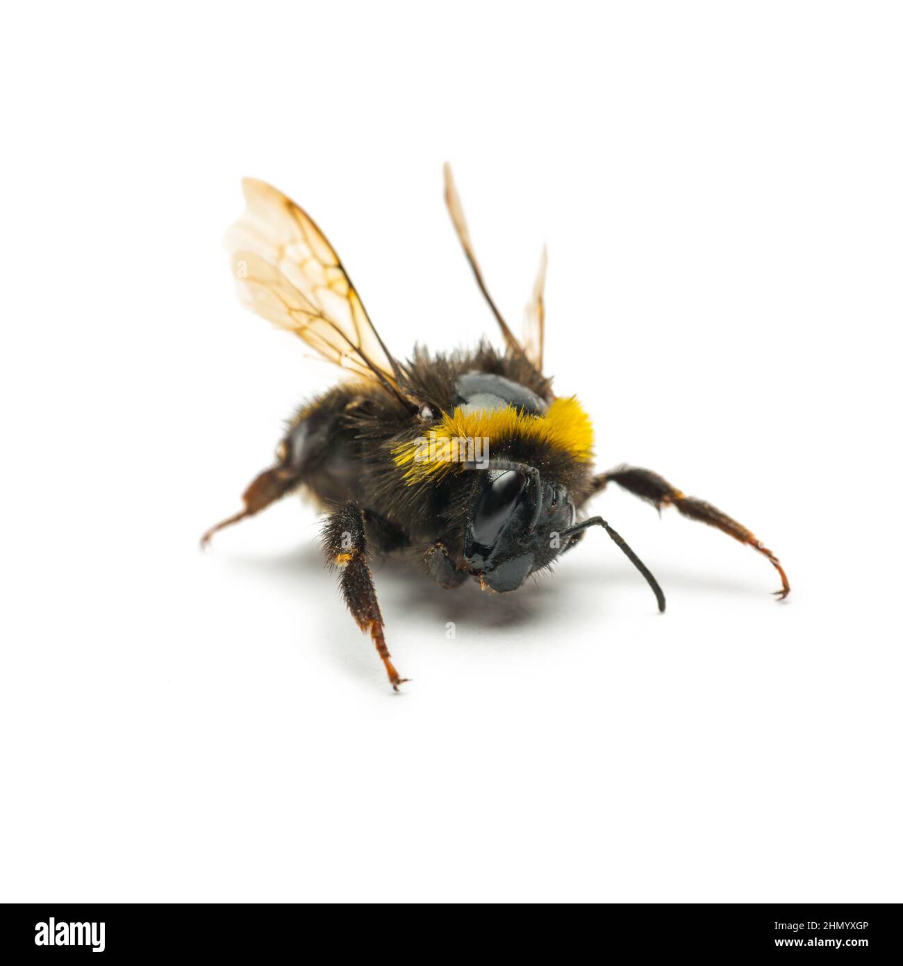 Bumblebee on flower Cut Out Stock Images & Pictures - Alamy