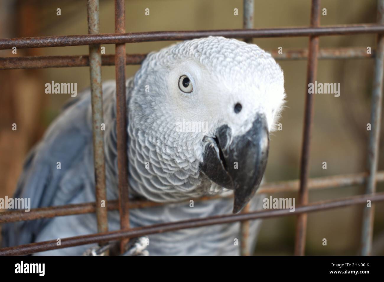 Closeup portrait of a gray Jaco picking out its head from a cage in a ...