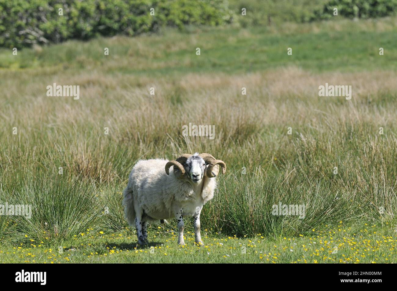 Domestic sheep (Ovis aries) ram grazing in a meadow in summer Mull ...