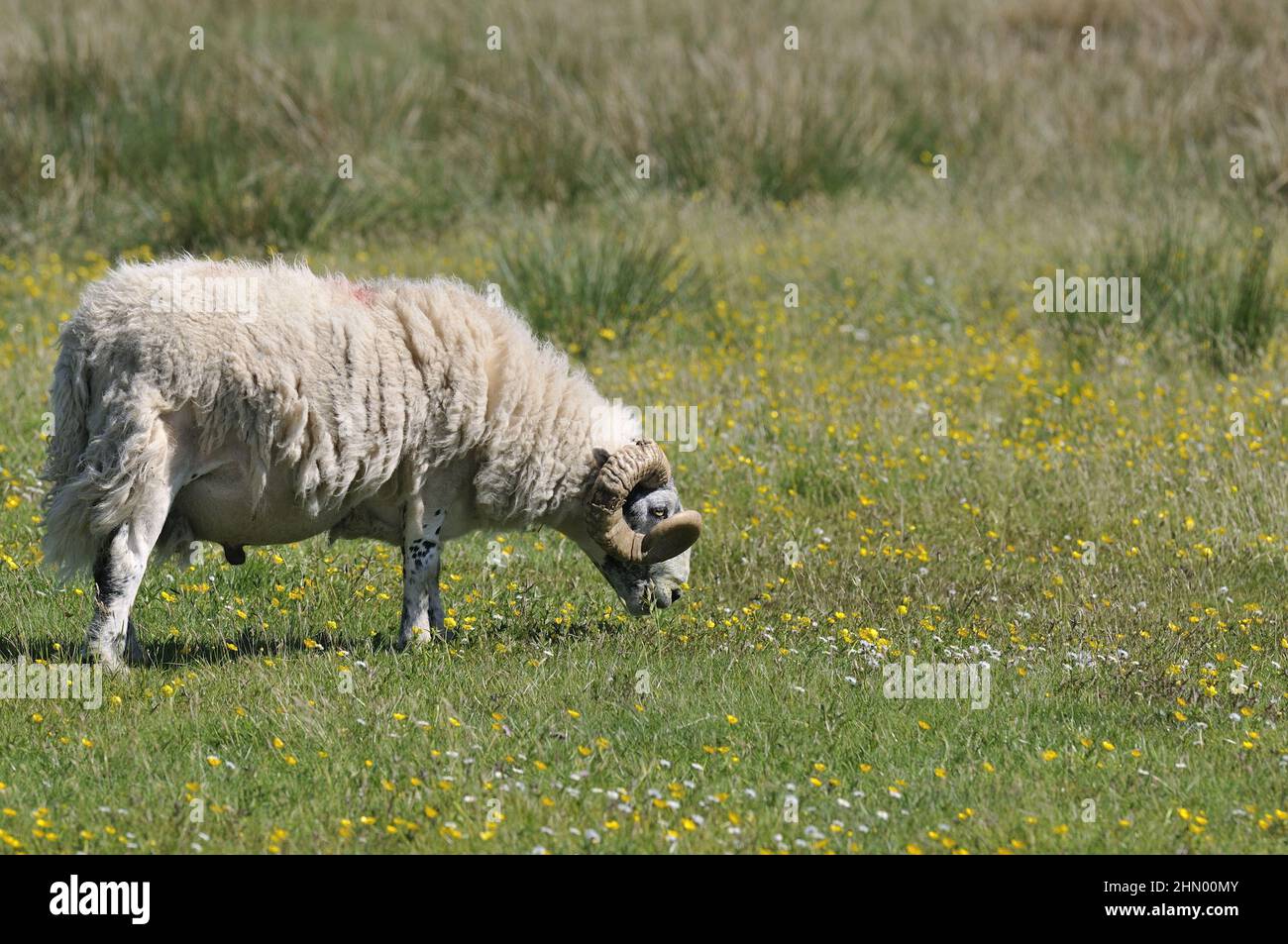 Domestic sheep (Ovis aries) ram grazing in a meadow in summer Mull ...