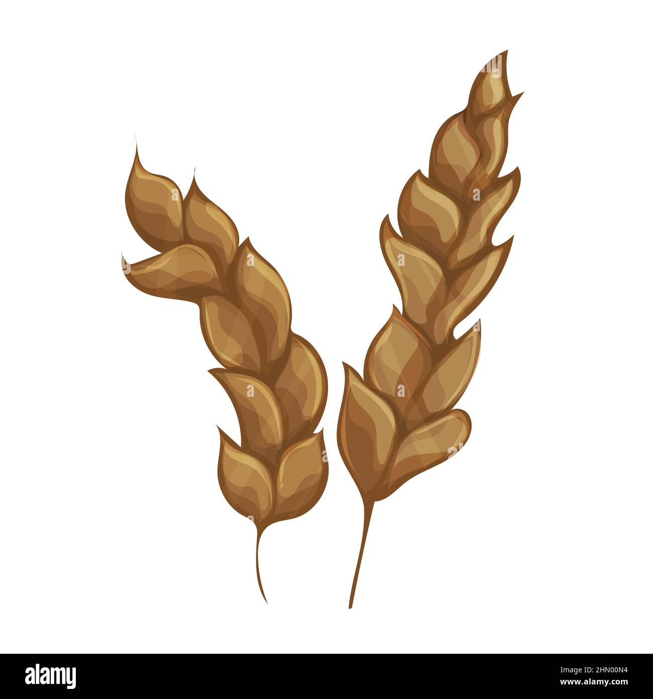 Ears of wheat or rice. Agricultural wheat spikelets symbols isolated on ...