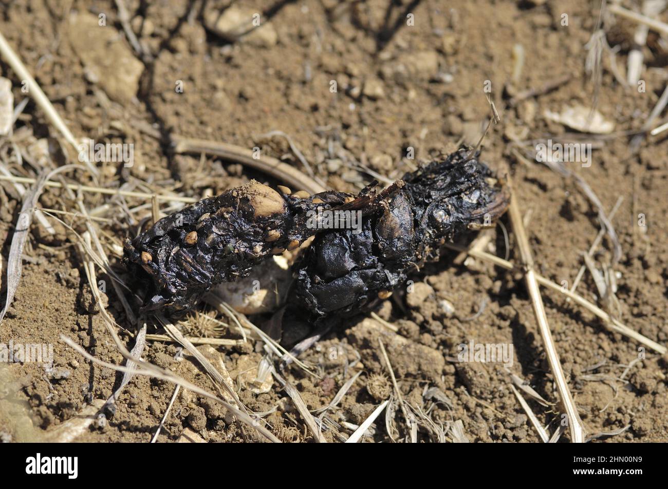 Common red fox (Vulpes vulpes) droppings with sherry stones in summer ...