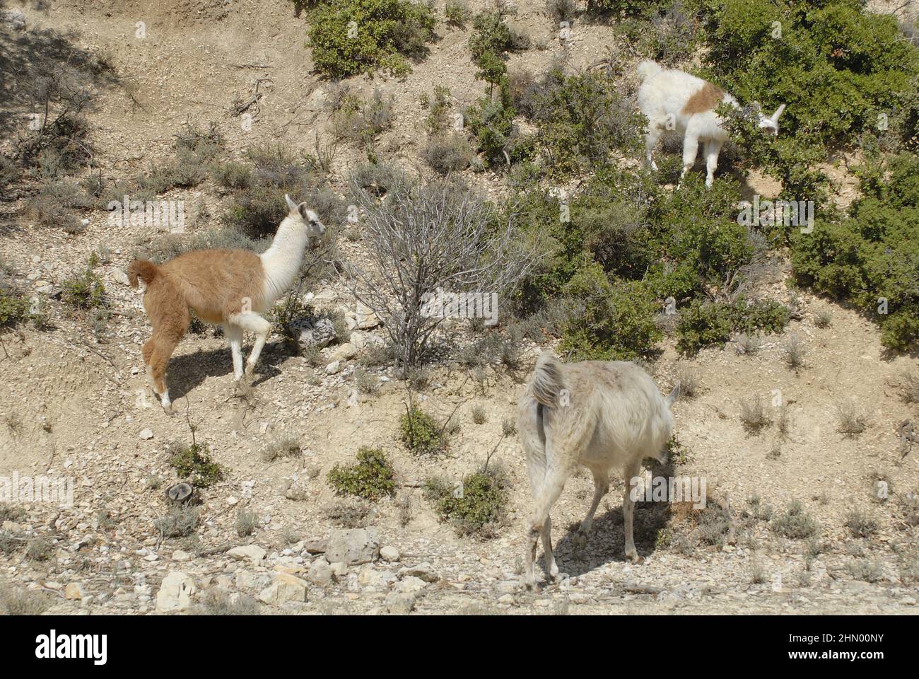 Llama - Lama (Lama glama) grazing bushes at the foot of Mont Ventoux ...