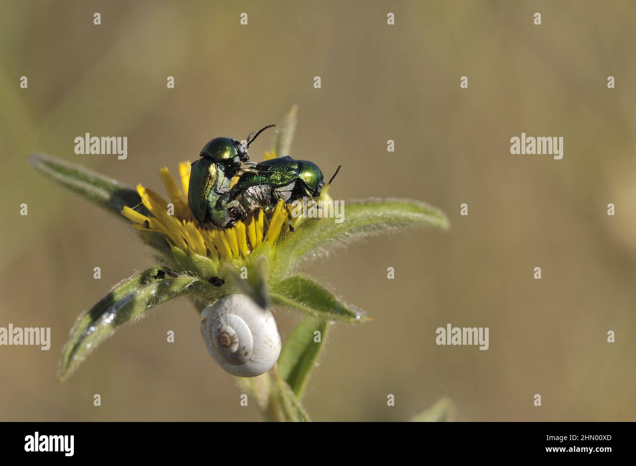 Beetle mating hi-res stock photography and images - Alamy