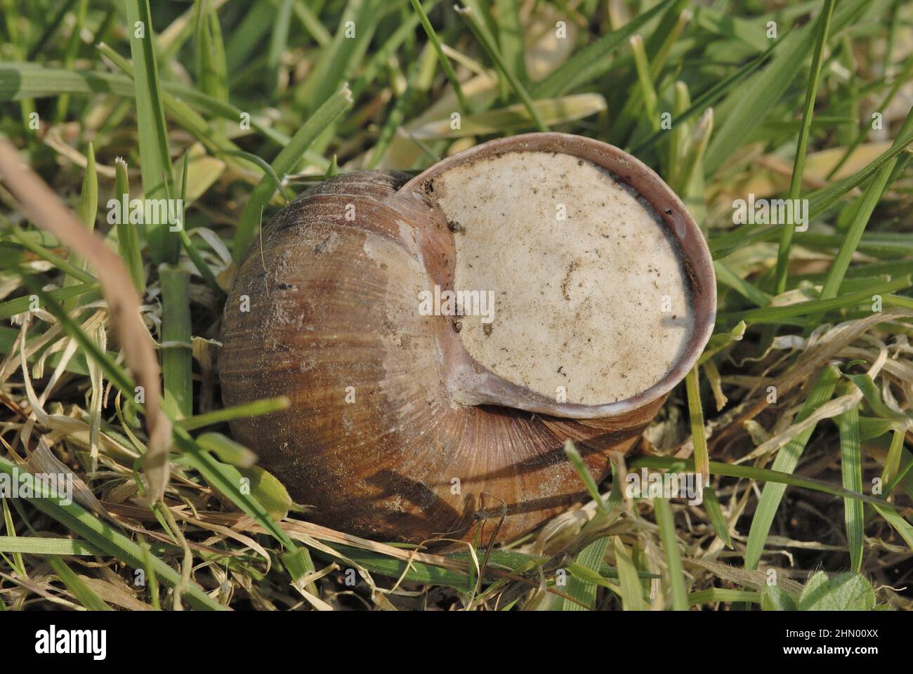 Roman snail - Burgundy snail - Edible snail (Helix pomatia) shell mouth ...