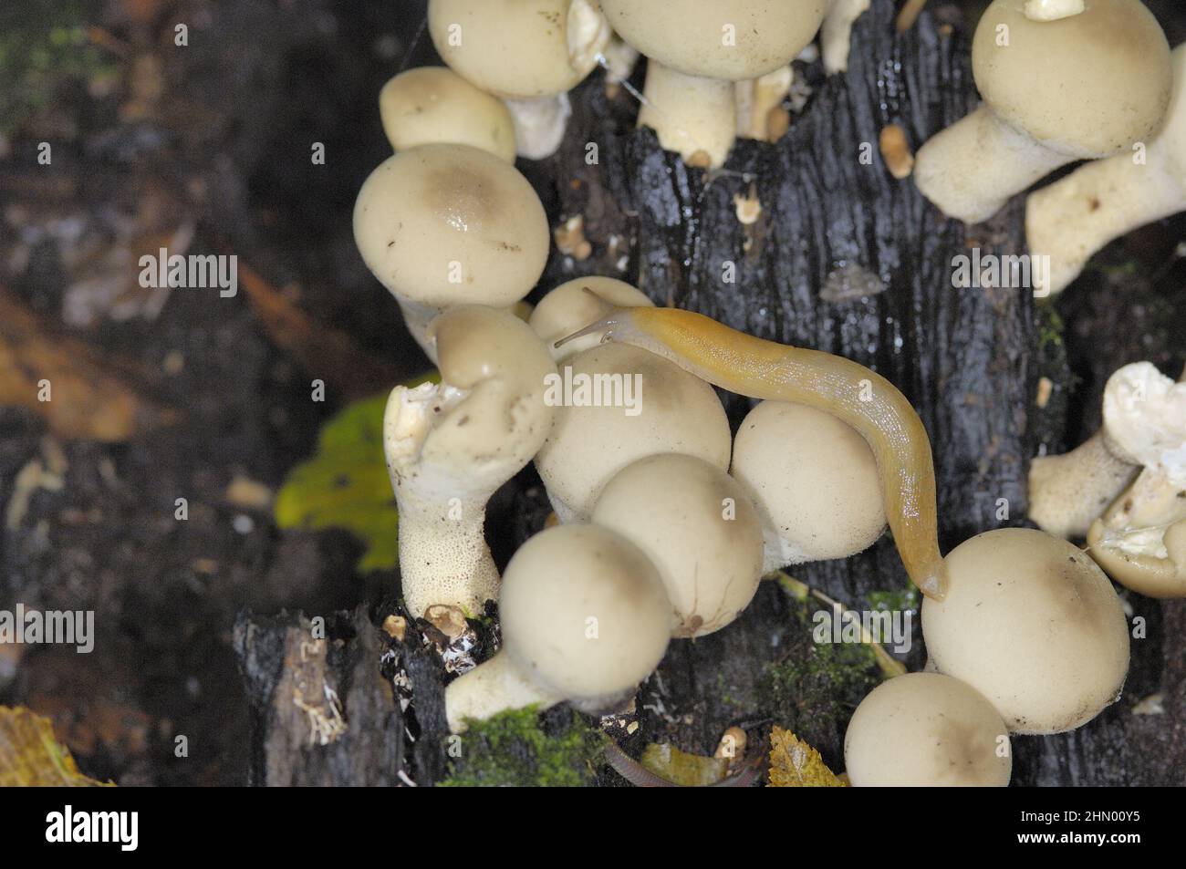 Hedgehog-slug - Glade Slug (Arion intermedius) feeding on mushrooms in ...