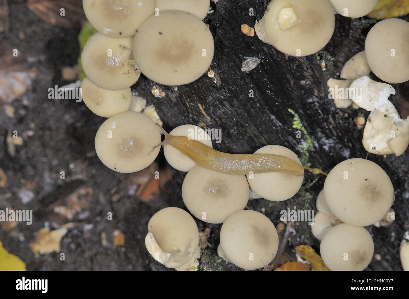 Hedgehog feeding wood hi-res stock photography and images - Alamy