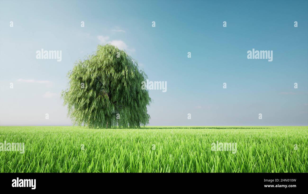 Growing 3d tree animation alpha hi-res stock photography and images - Alamy