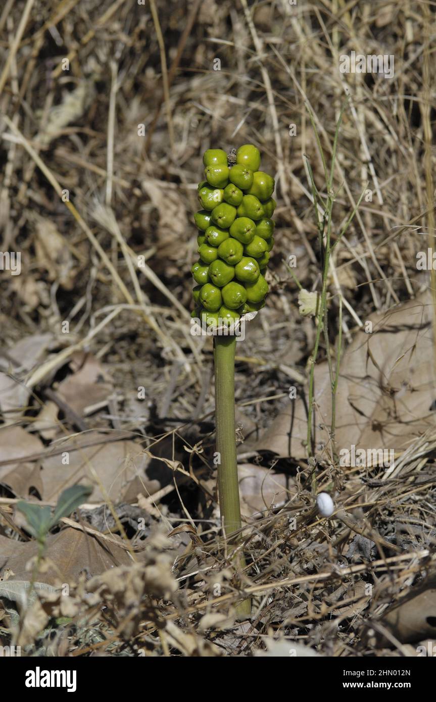 Lords-and-Ladies - Cuckoo-pint - Wild arum - Devils and Angels (Arum ...