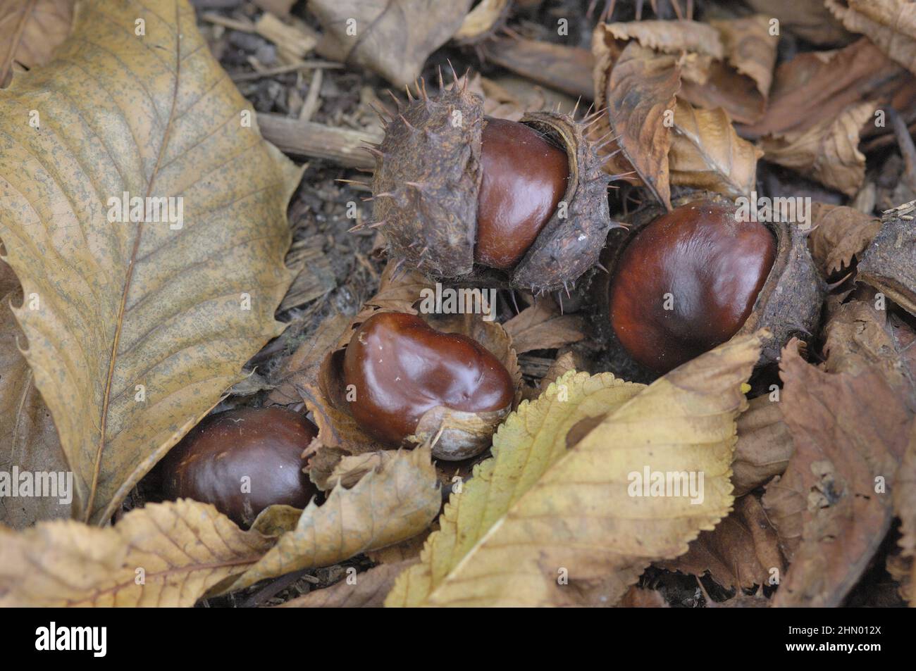 European Horse chestnut (Aesculus hippocastanum) conkers fallen on the ...