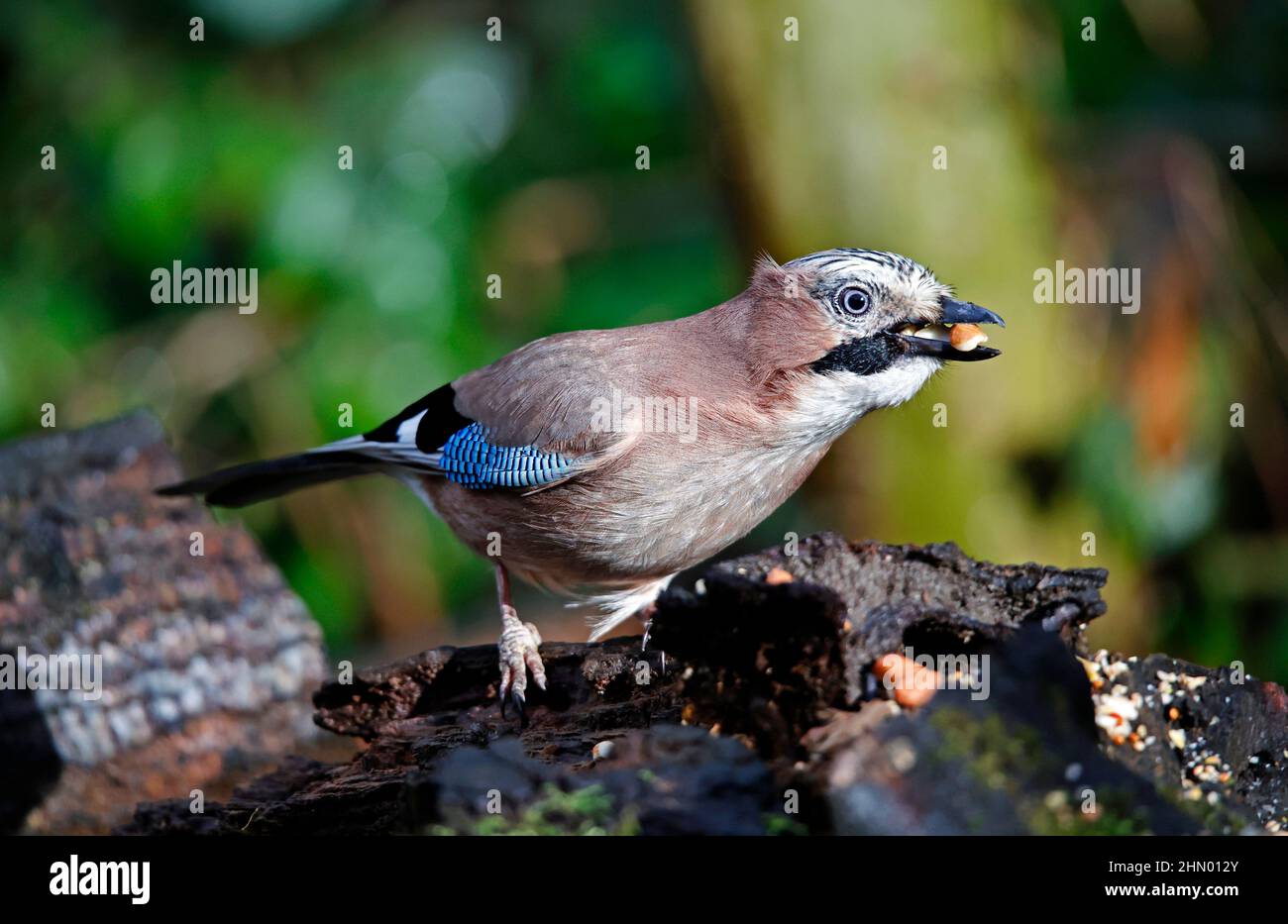 Jay bird uk male hi-res stock photography and images - Alamy