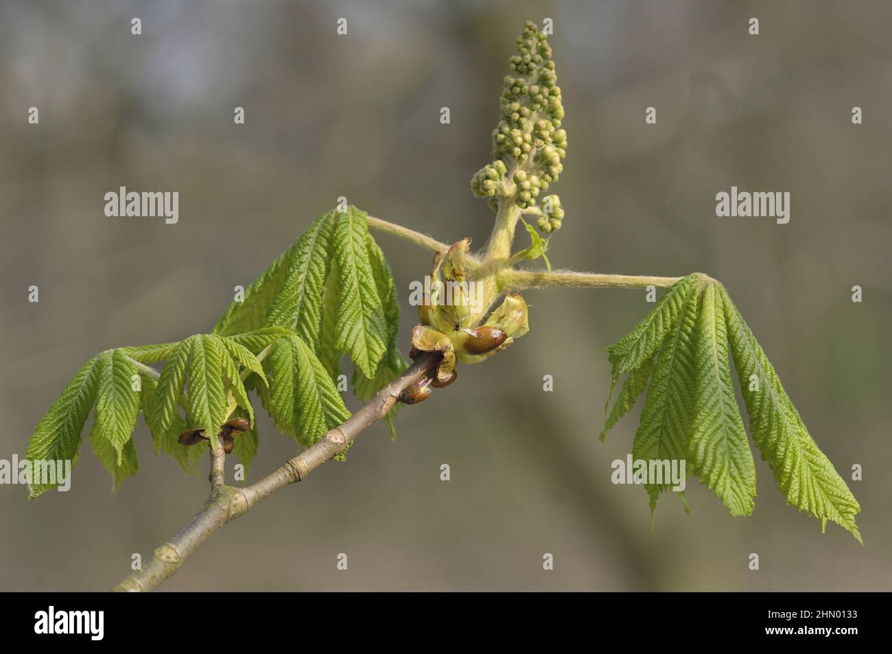 European Horse chestnut (Aesculus hippocastanum) in button at spring ...