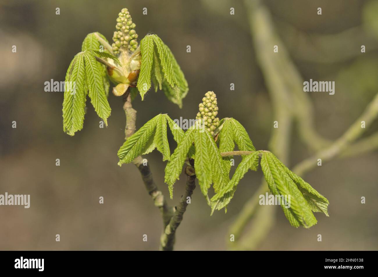 European Horse chestnut (Aesculus hippocastanum) in button at spring ...
