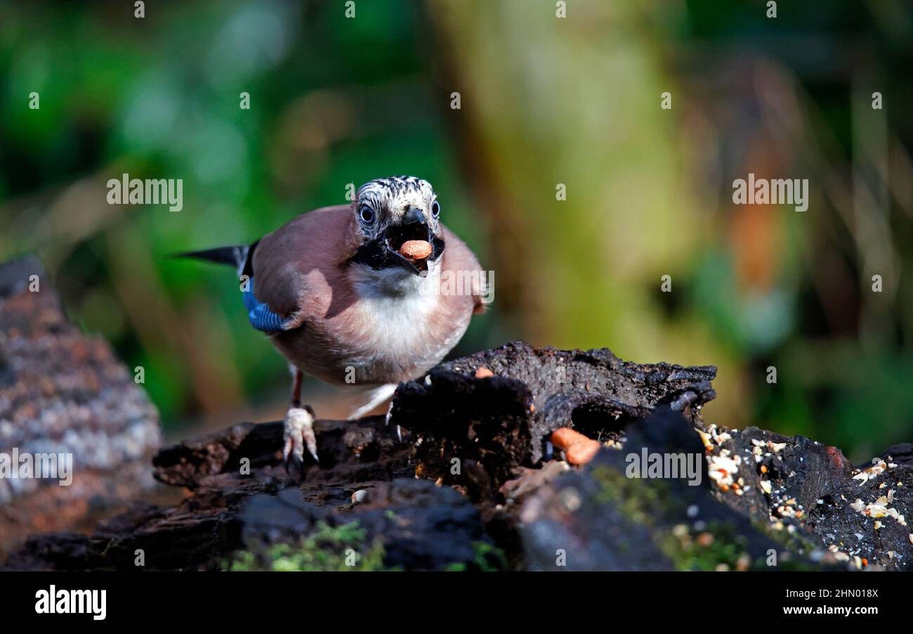 Jay cache hi-res stock photography and images - Alamy