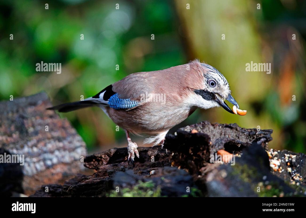 Jay bird uk male hi-res stock photography and images - Alamy
