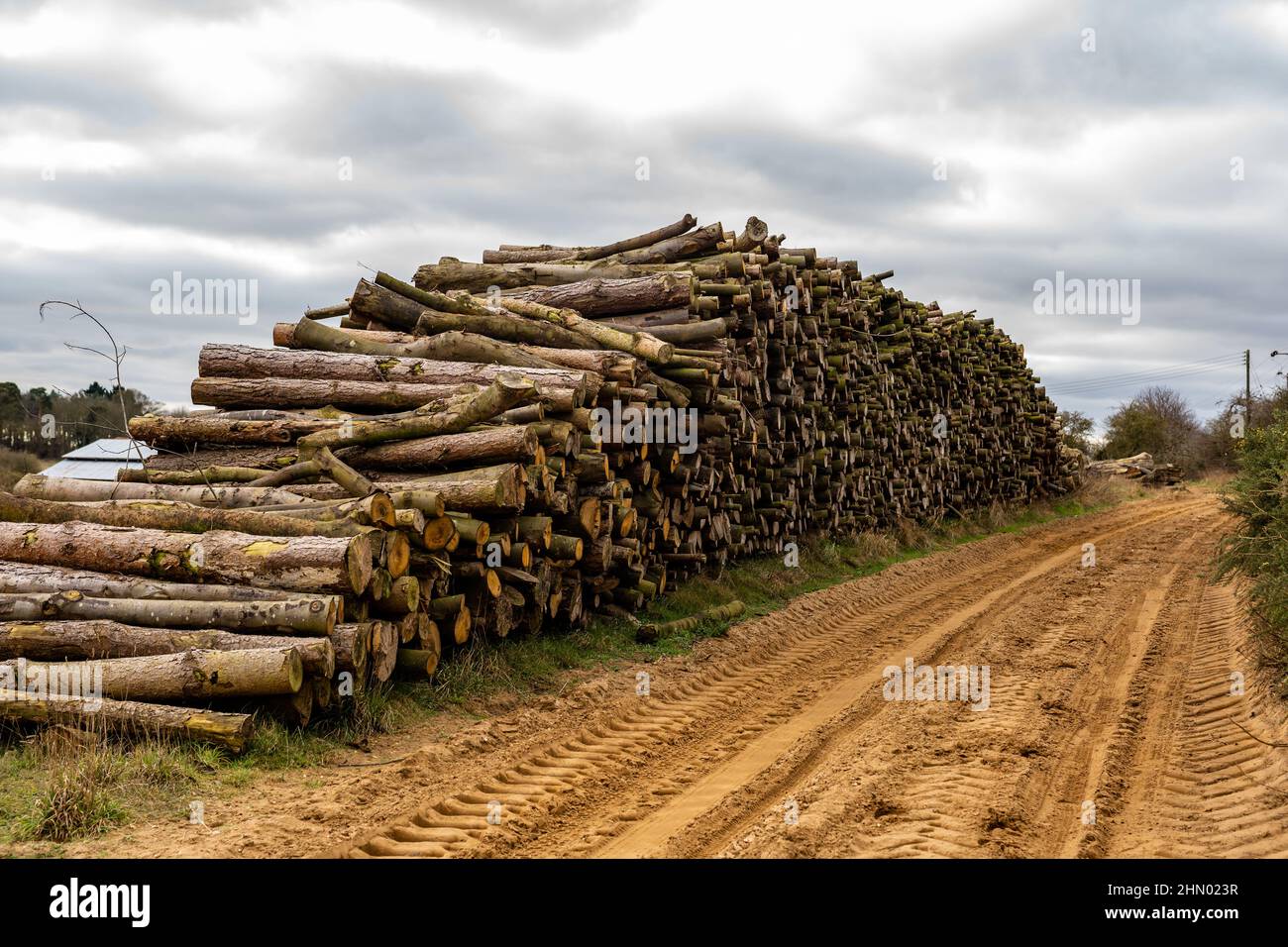 Cut tree logs stacked in a forest clearing. Deforestation, conservation ...