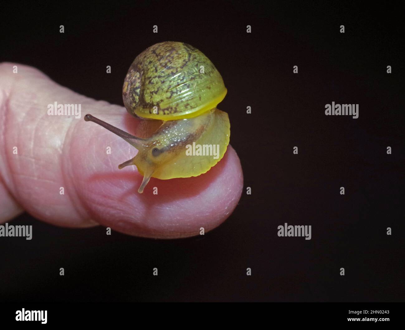 Little finger snail hi-res stock photography and images - Alamy