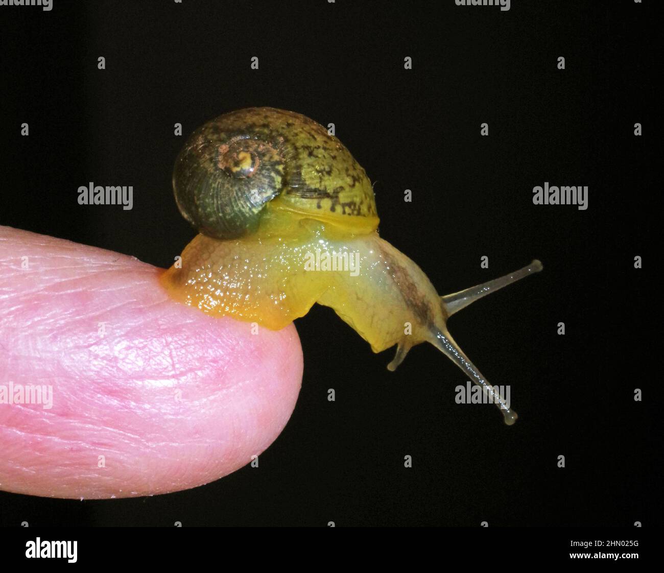 Snail close-up on the little finger Stock Photo - Alamy