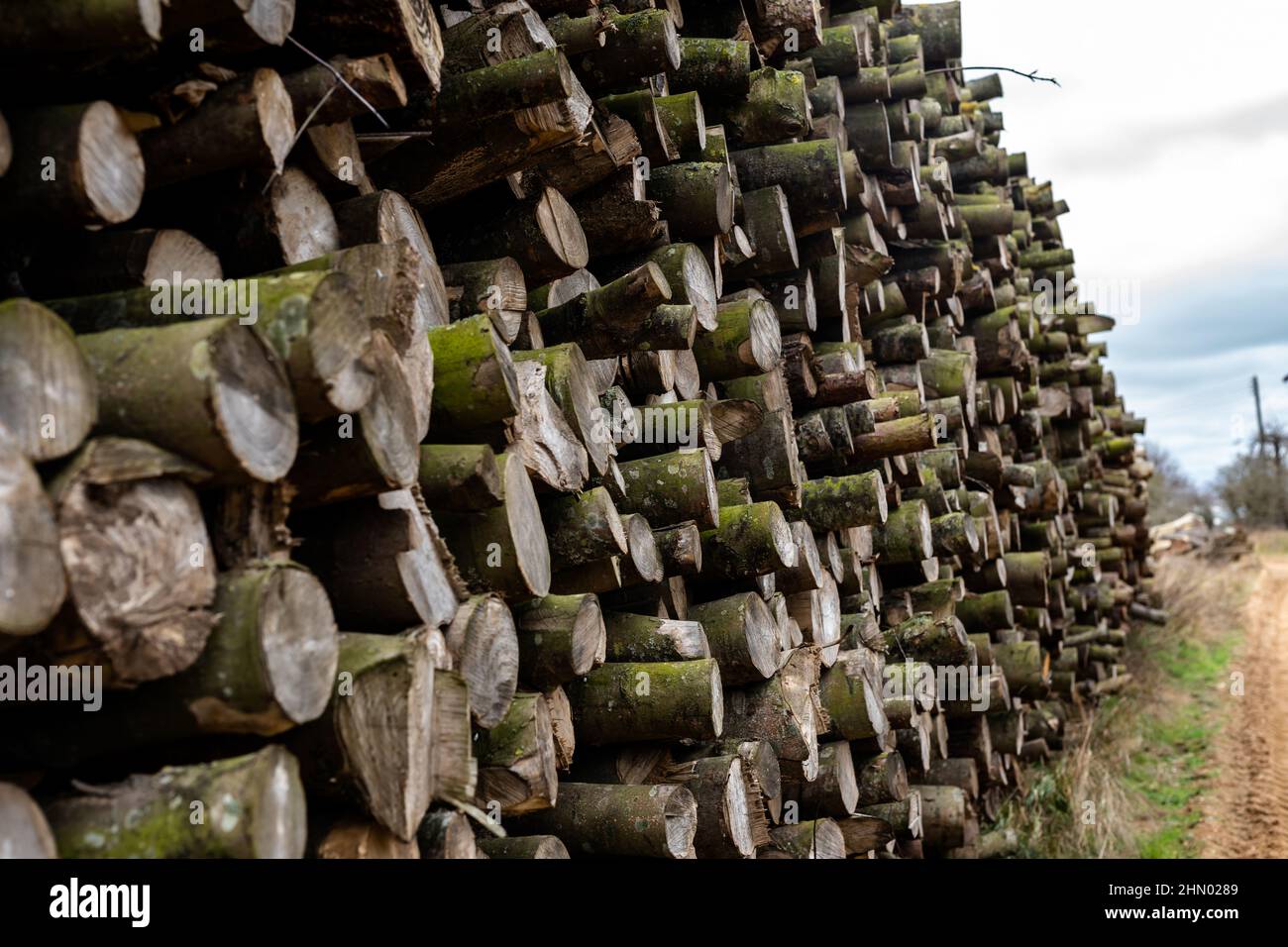 Cut tree logs stacked in a forest clearing. Deforestation, conservation ...