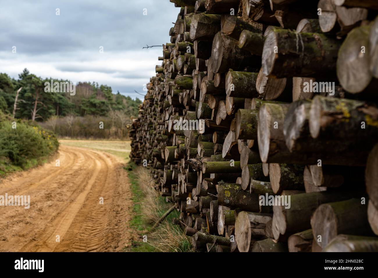 Cut tree logs stacked in a forest clearing. Deforestation, conservation ...