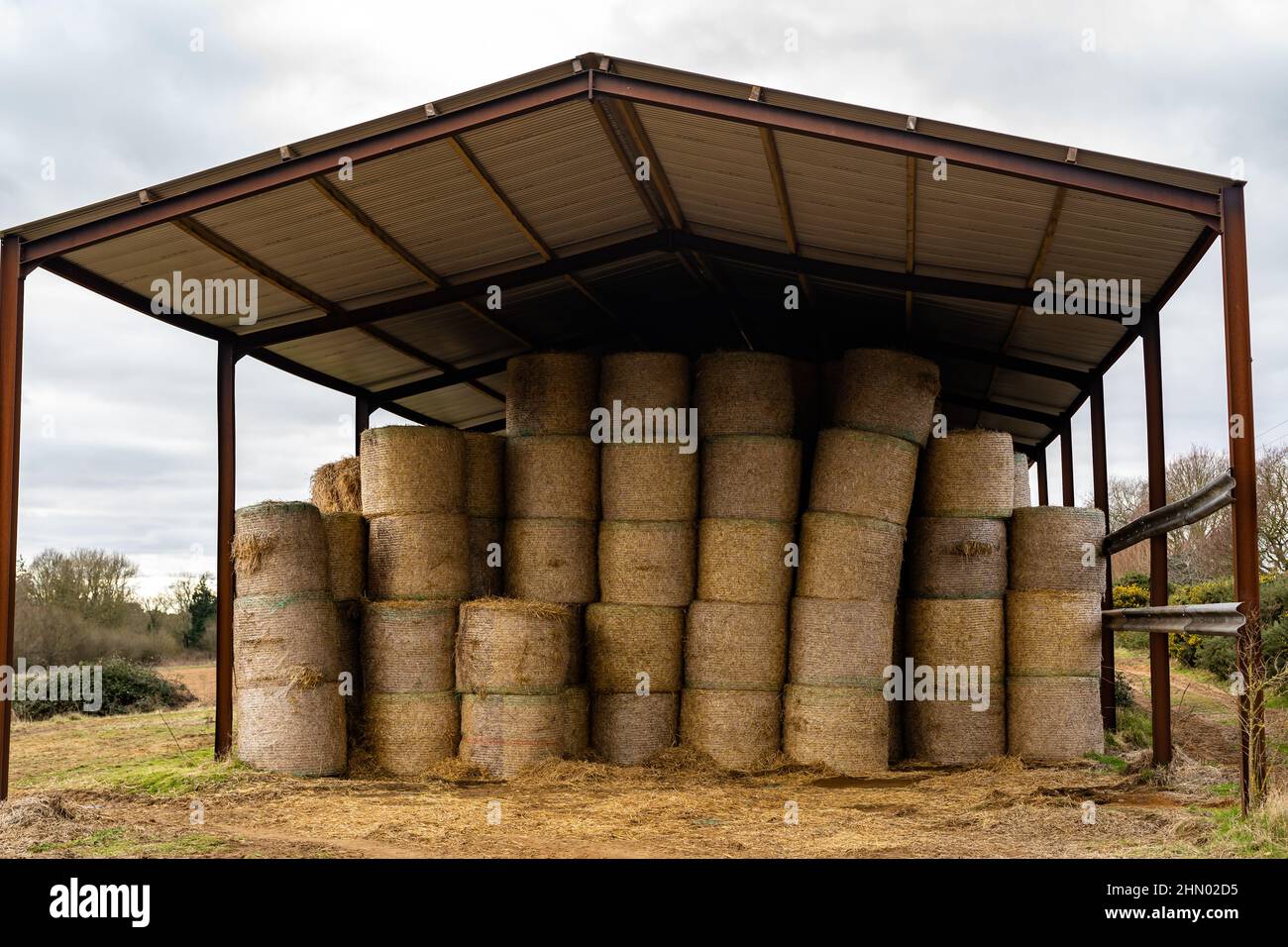 Barn full of stacked straw bales. Farmyard storage Stock Photo - Alamy