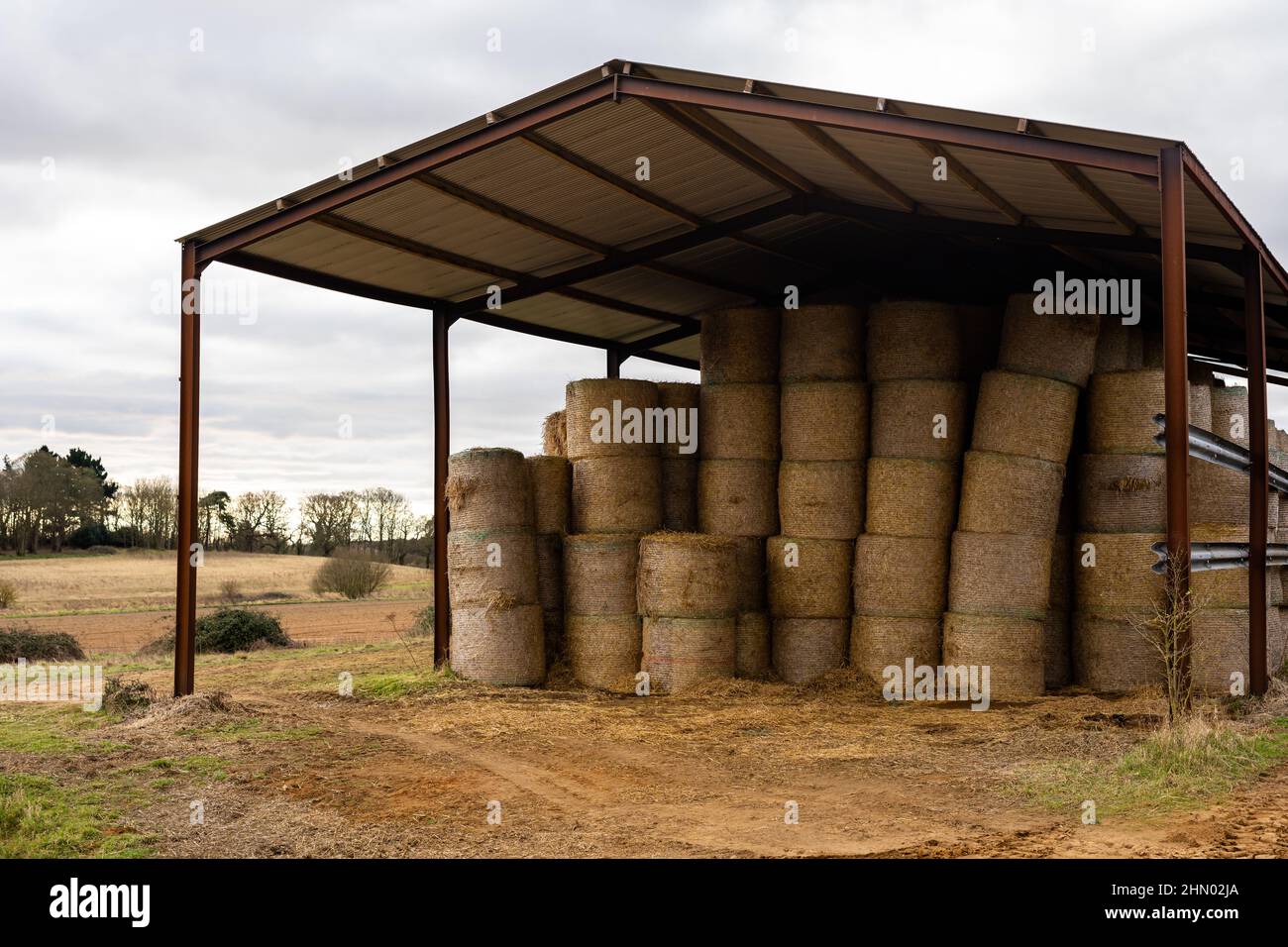 Barn full of stacked straw bales. Farmyard storage Stock Photo - Alamy