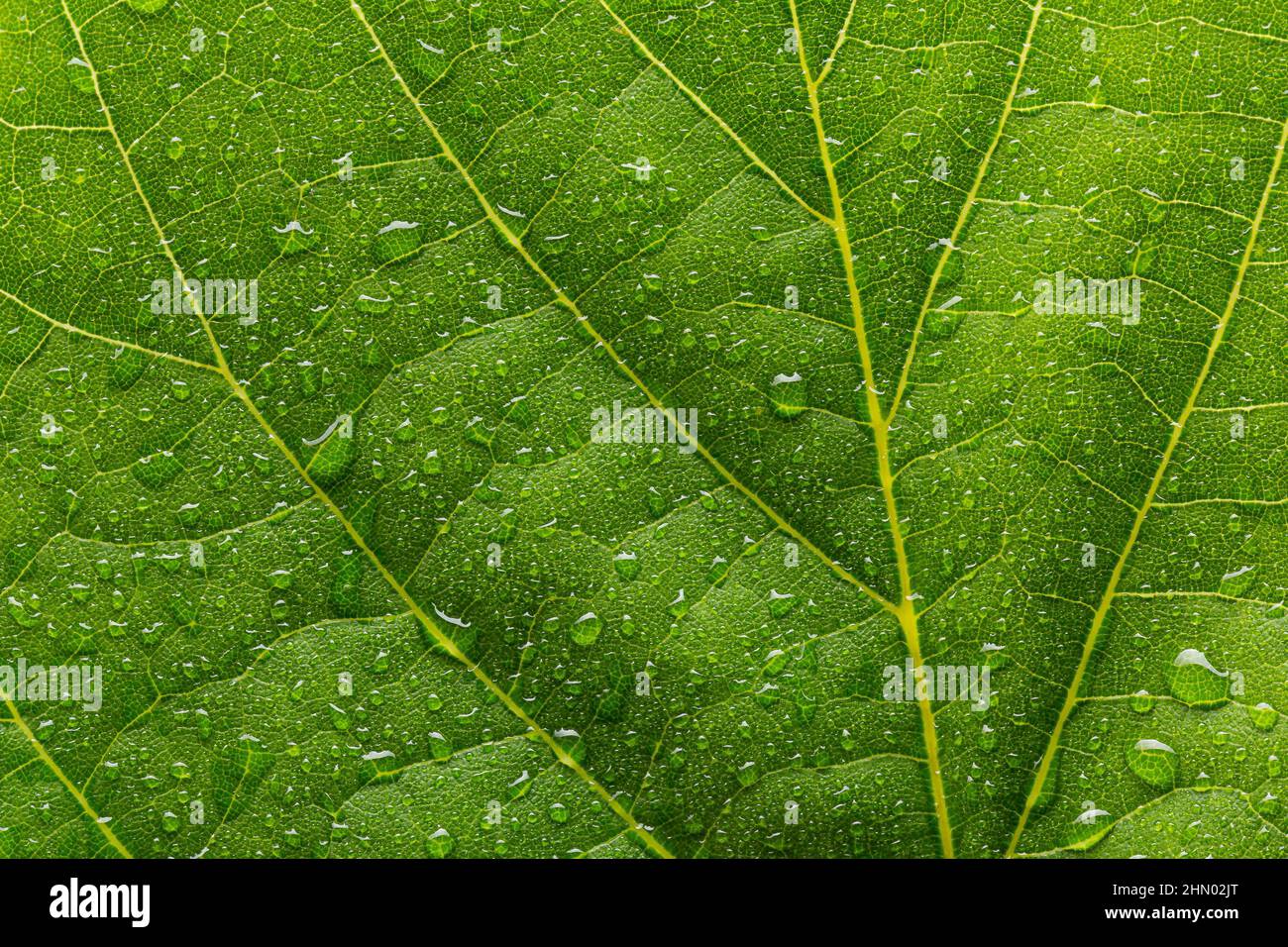Dropswater drops hi-res stock photography and images - Alamy