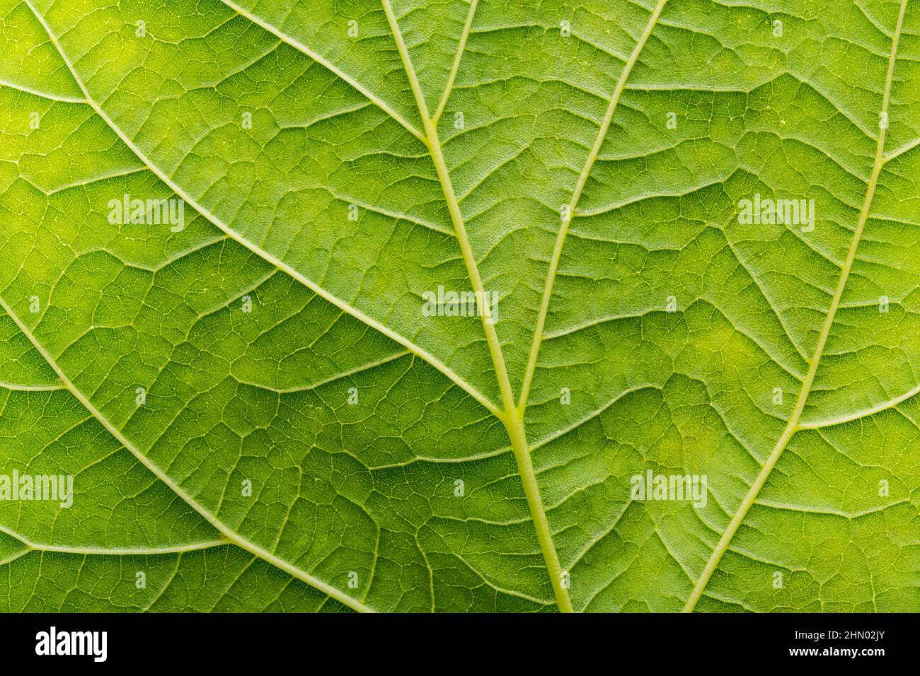 Sheetleaf surface hi-res stock photography and images - Alamy