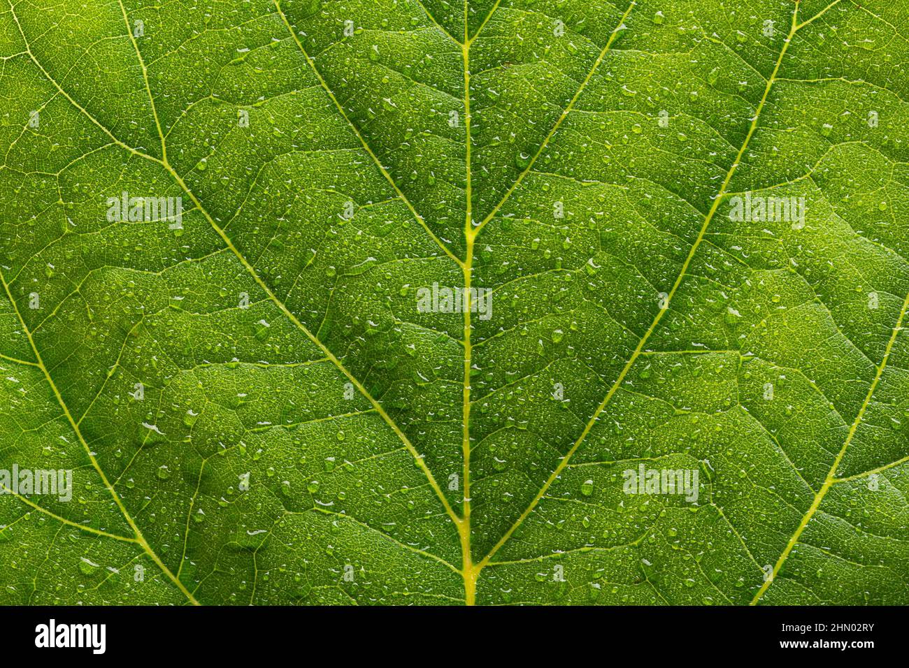 Dropswater drops hi-res stock photography and images - Alamy