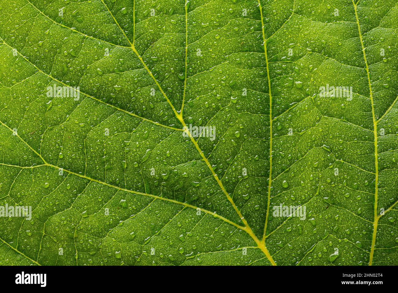 leaf with dew drops background Stock Photo - Alamy