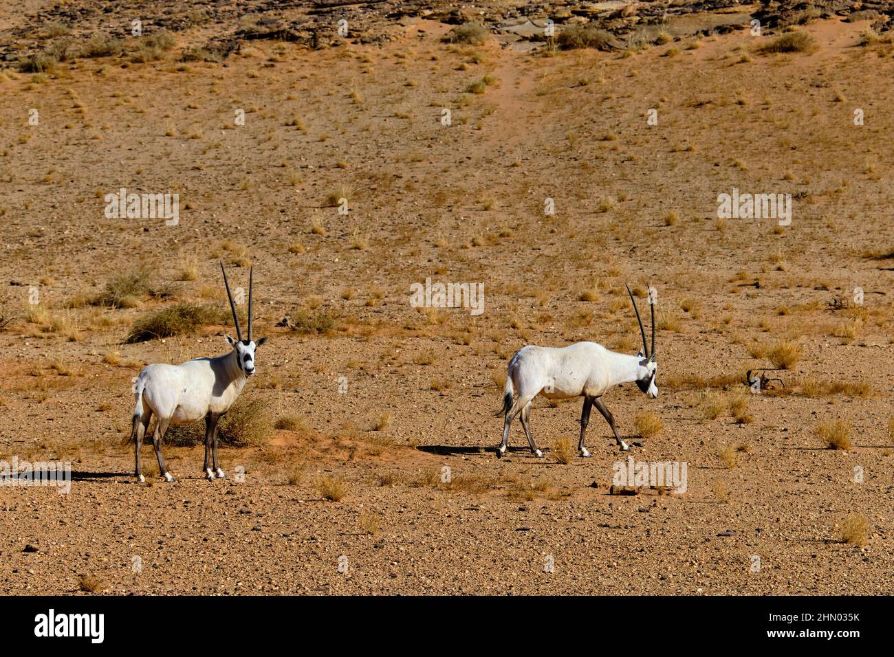 Saudi Arabia, Al Madinah Region, AlUla or Al Ula, Sharaan Nature ...